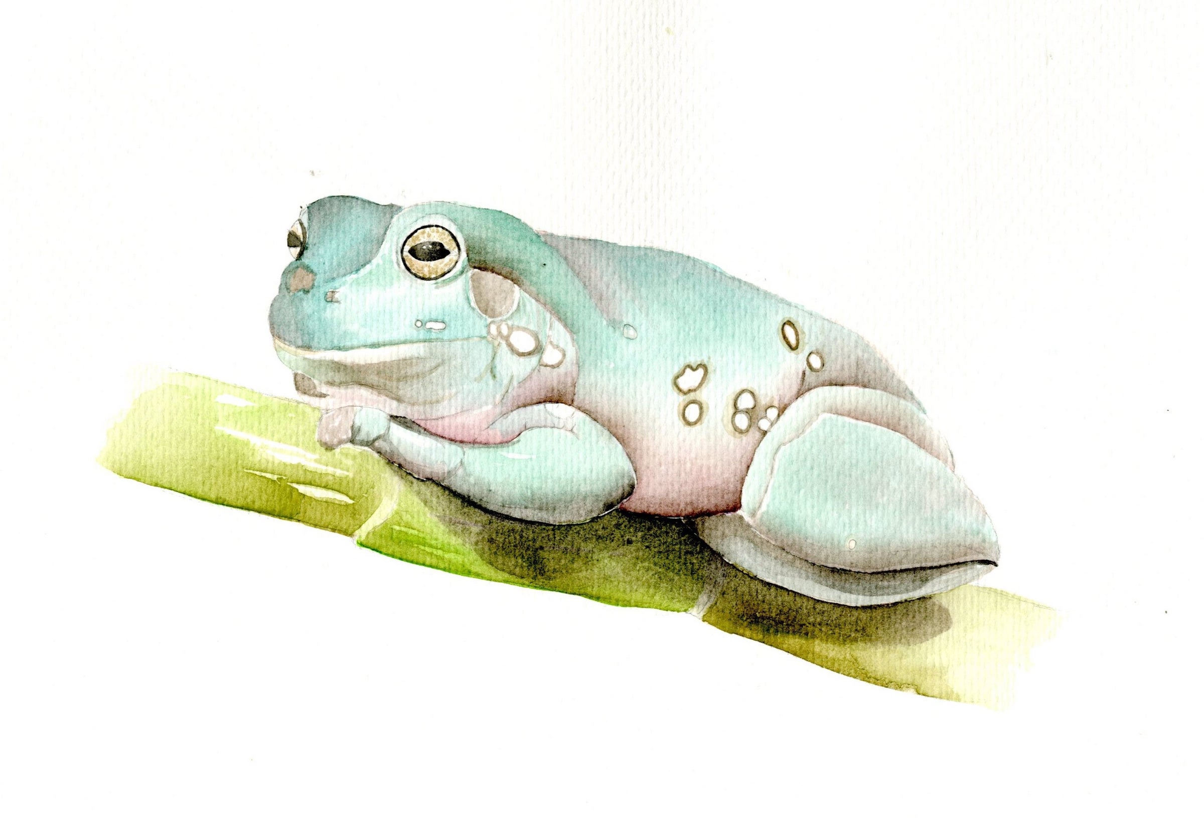 White Tree Frog Drawing Huge Savings | www.pinnaxis.com